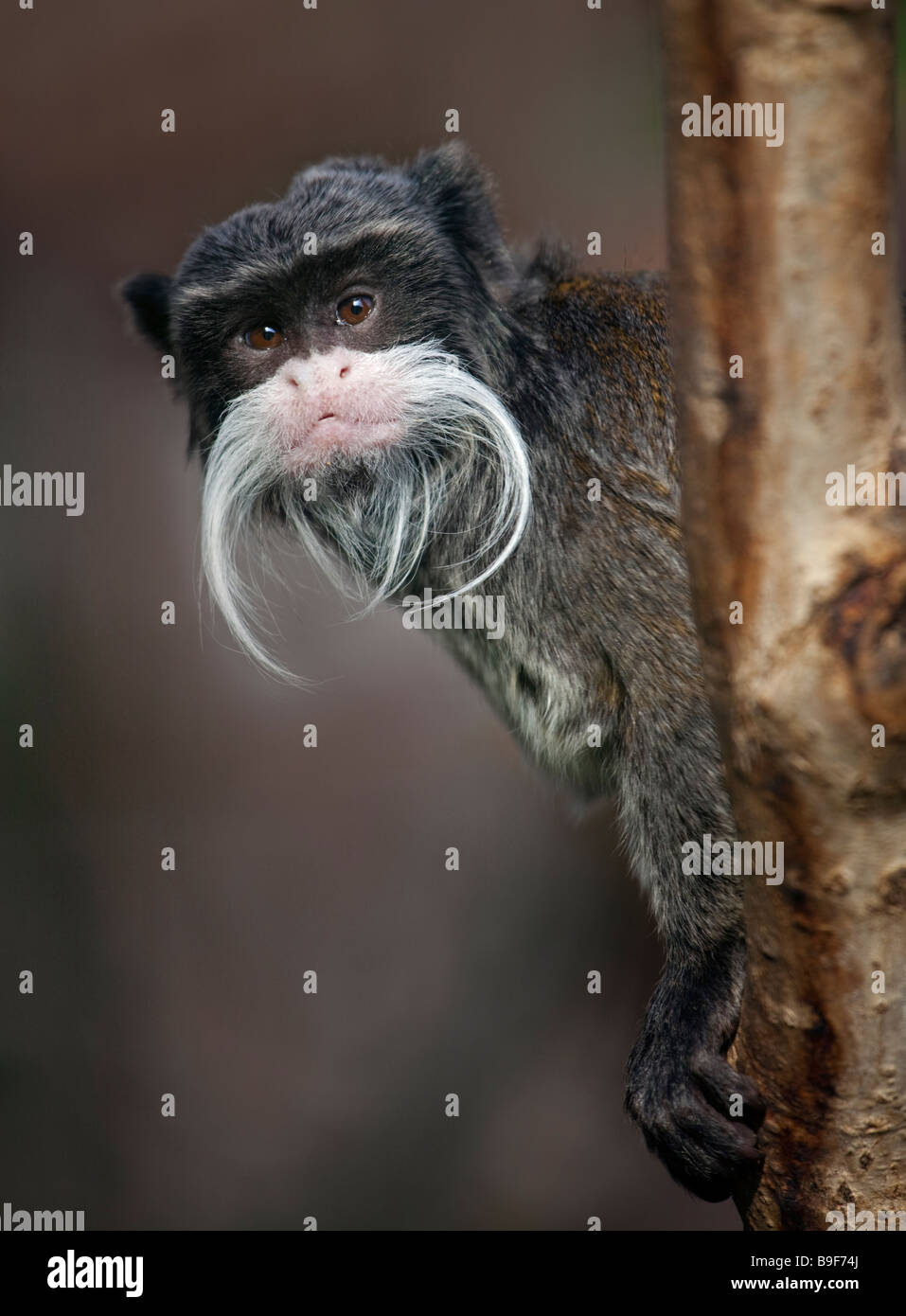 Emperor tamarin hi-res stock photography and images - Alamy
