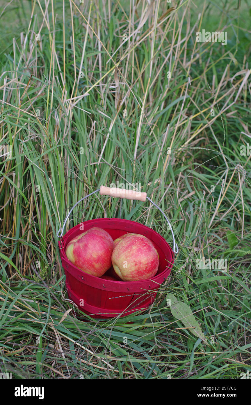 Basket of apples at orchard Stock Photo - Alamy