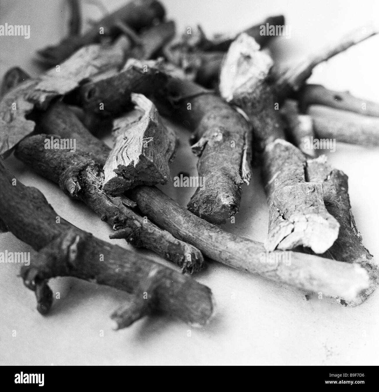 Spiny eleuterococus root makes an excellent bracing tincture Stock ...
