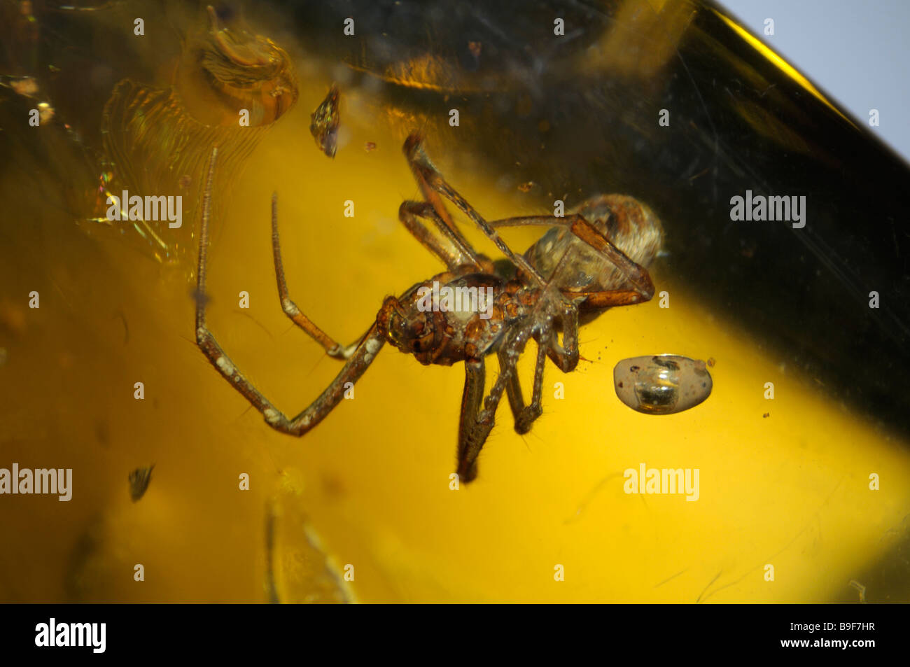 Amber with inclusion (spider Stock Photo - Alamy