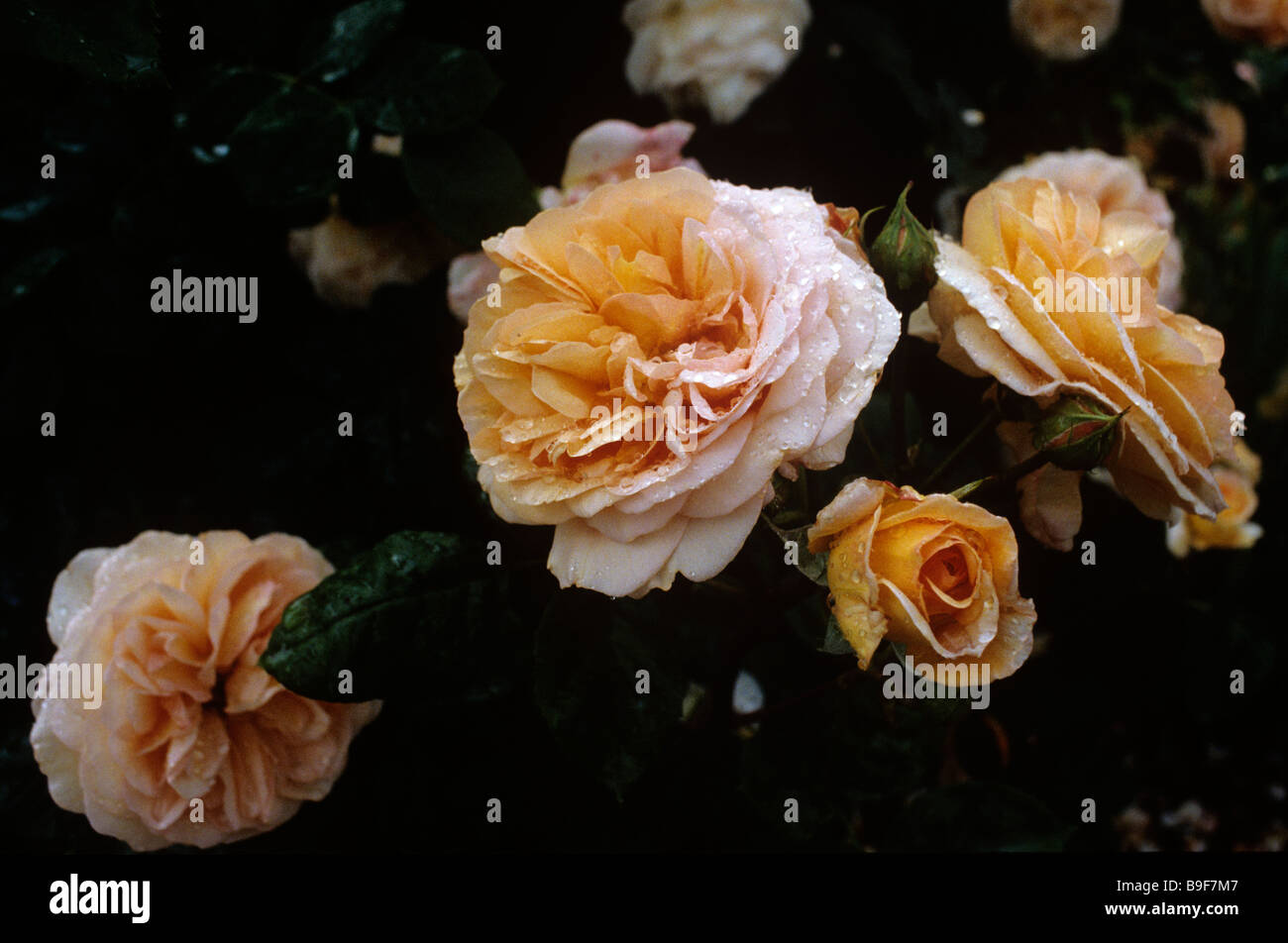 The yellow rose 1981 hi-res stock photography and images - Alamy