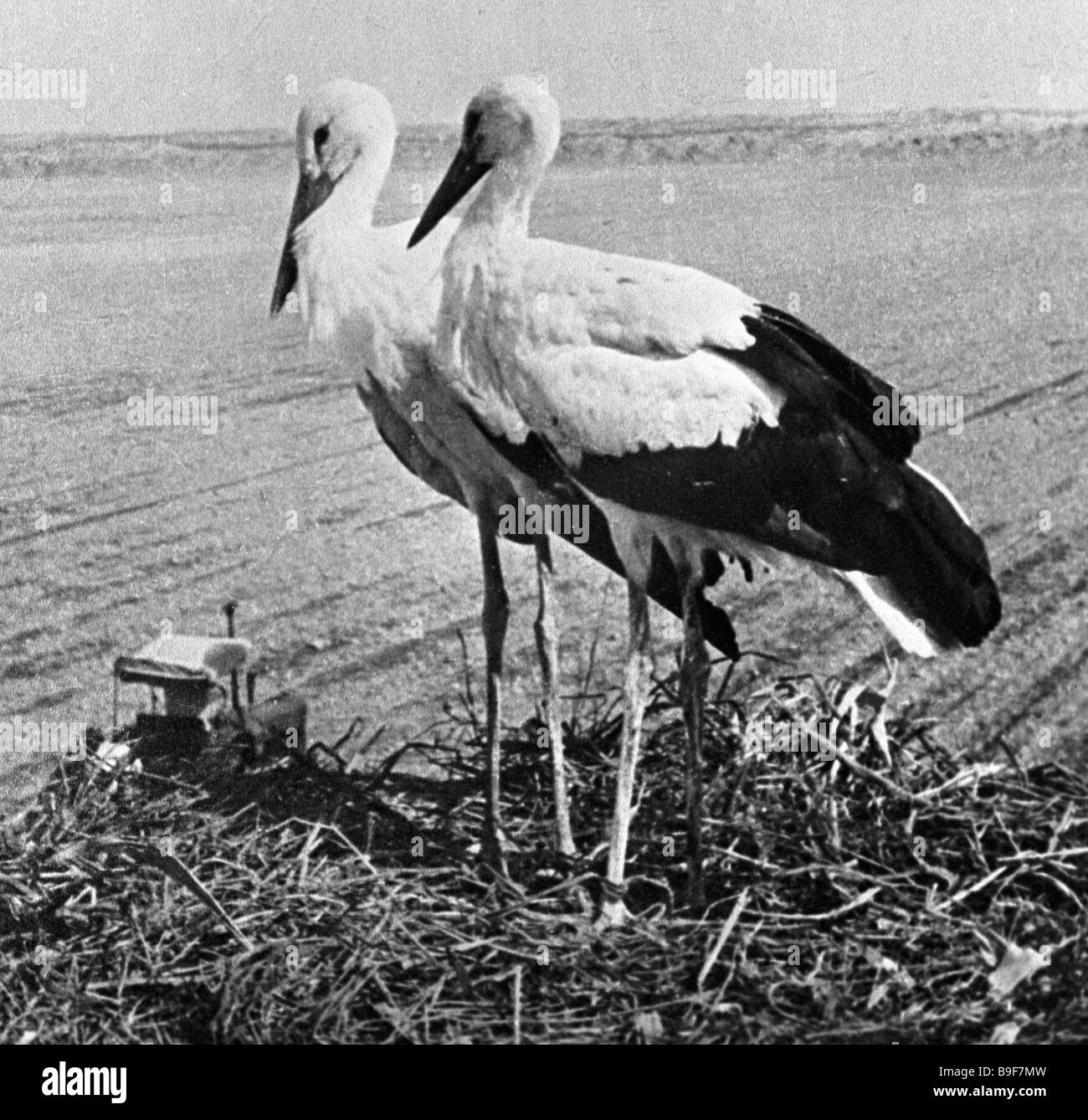 Storks in the field Stock Photo - Alamy