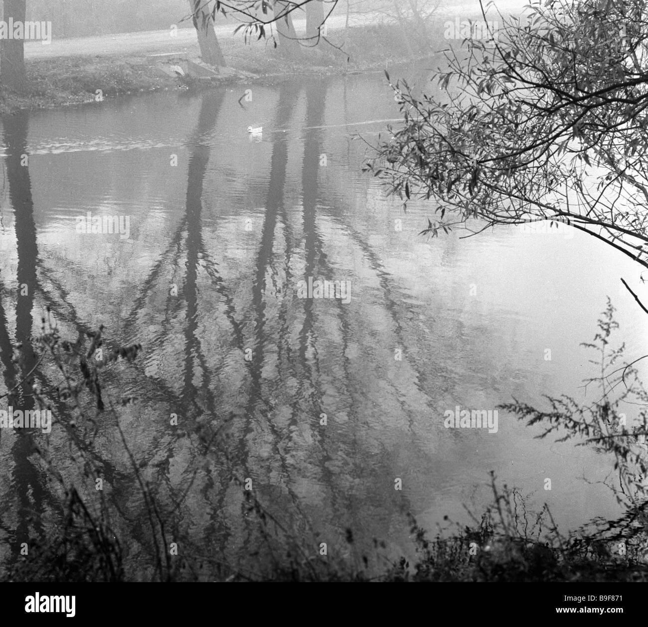 Trees reflected on water surface Stock Photo - Alamy