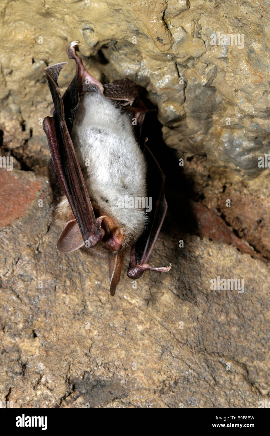 Greater Mouse-Eared Bat (Myotis myotis) hibernating in a rocky cavern ...