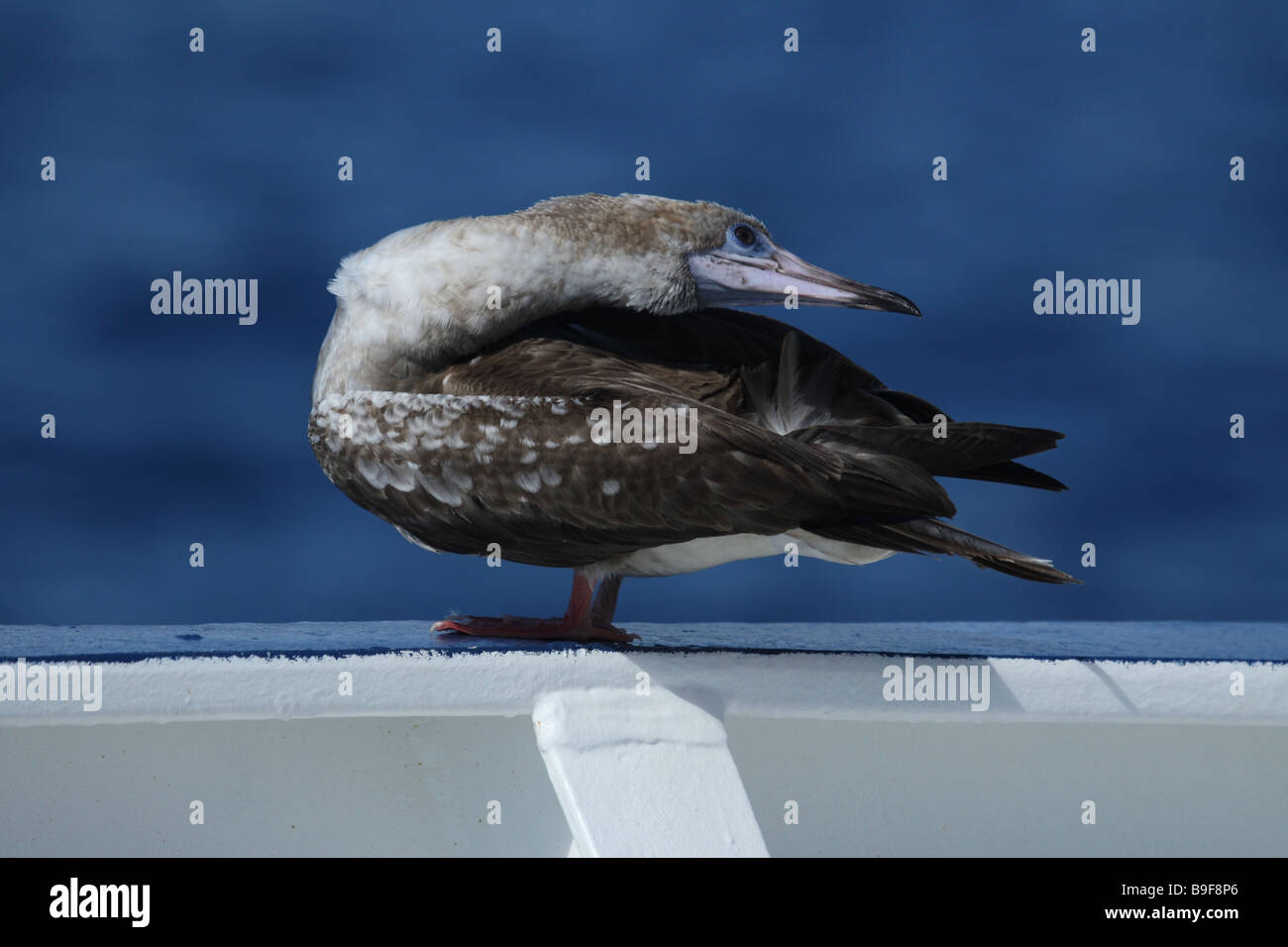 Red footed boobie hi-res stock photography and images - Alamy