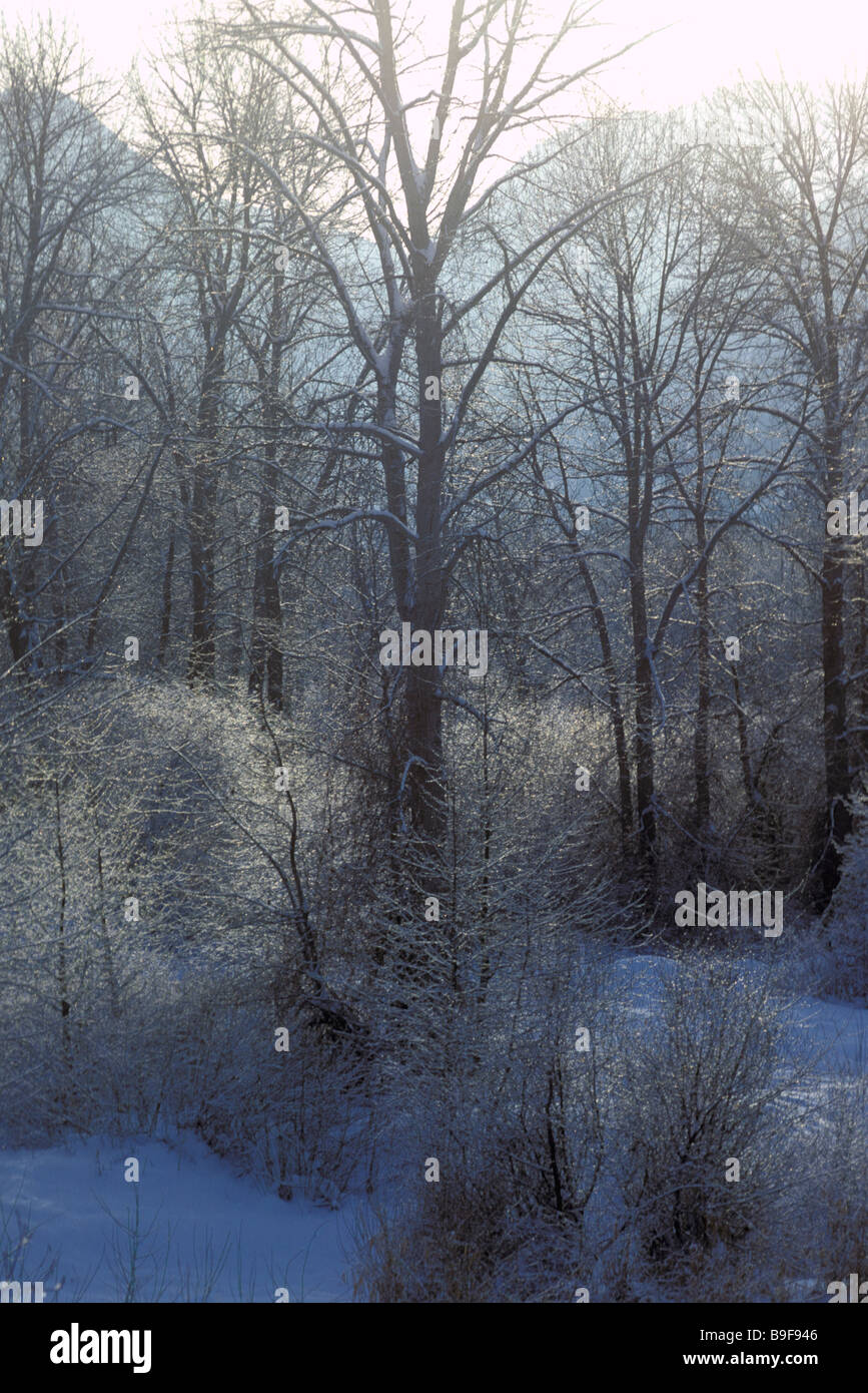 scenic woods in Eastern Cascades Stock Photo - Alamy