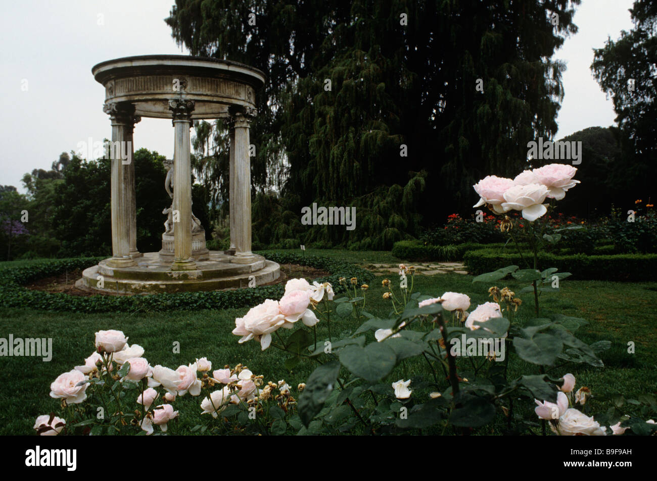 English David Austin rose, Chaucer photographed at the Huntington Rose ...