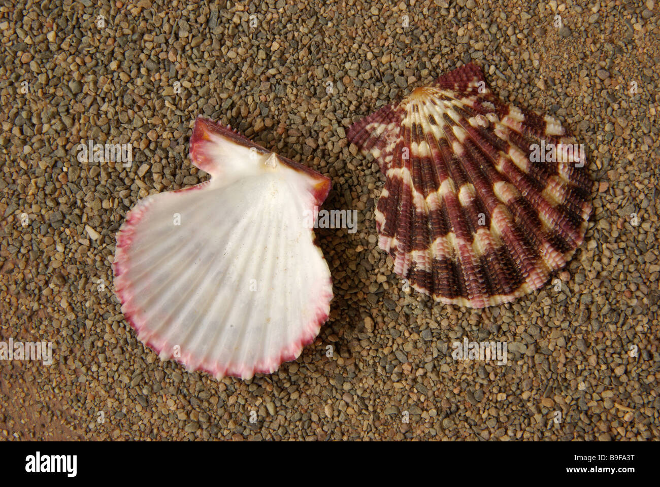 Chlamys Shell