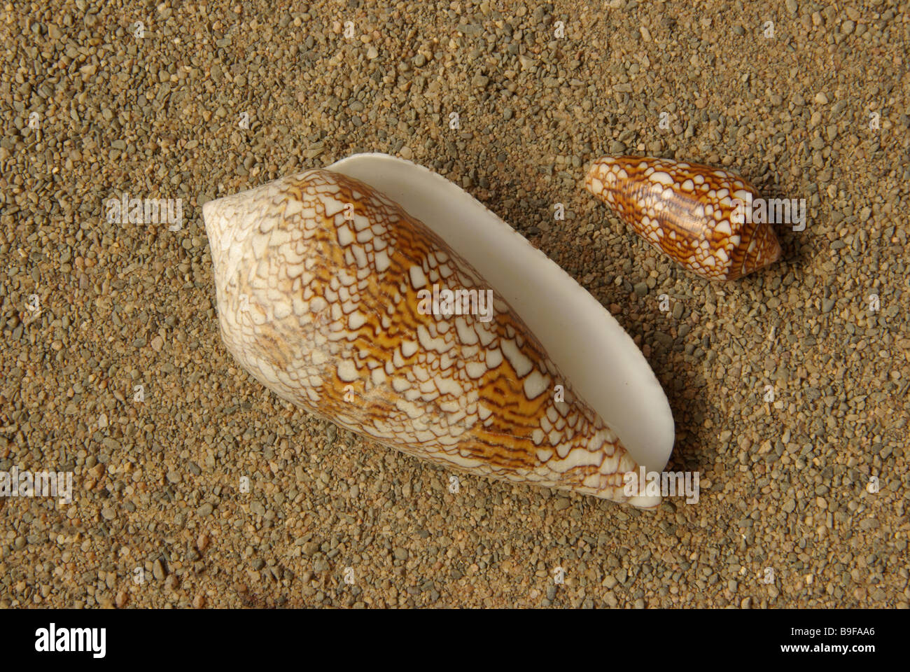 Textile cone shell conus textile hi-res stock photography and images ...