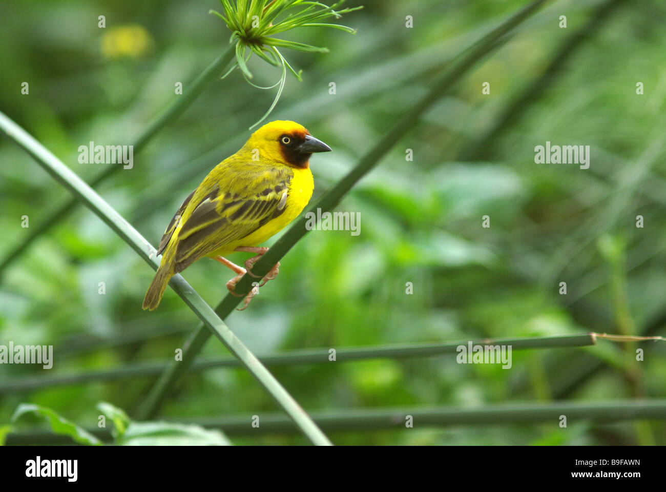 Cucullatus hi-res stock photography and images - Alamy