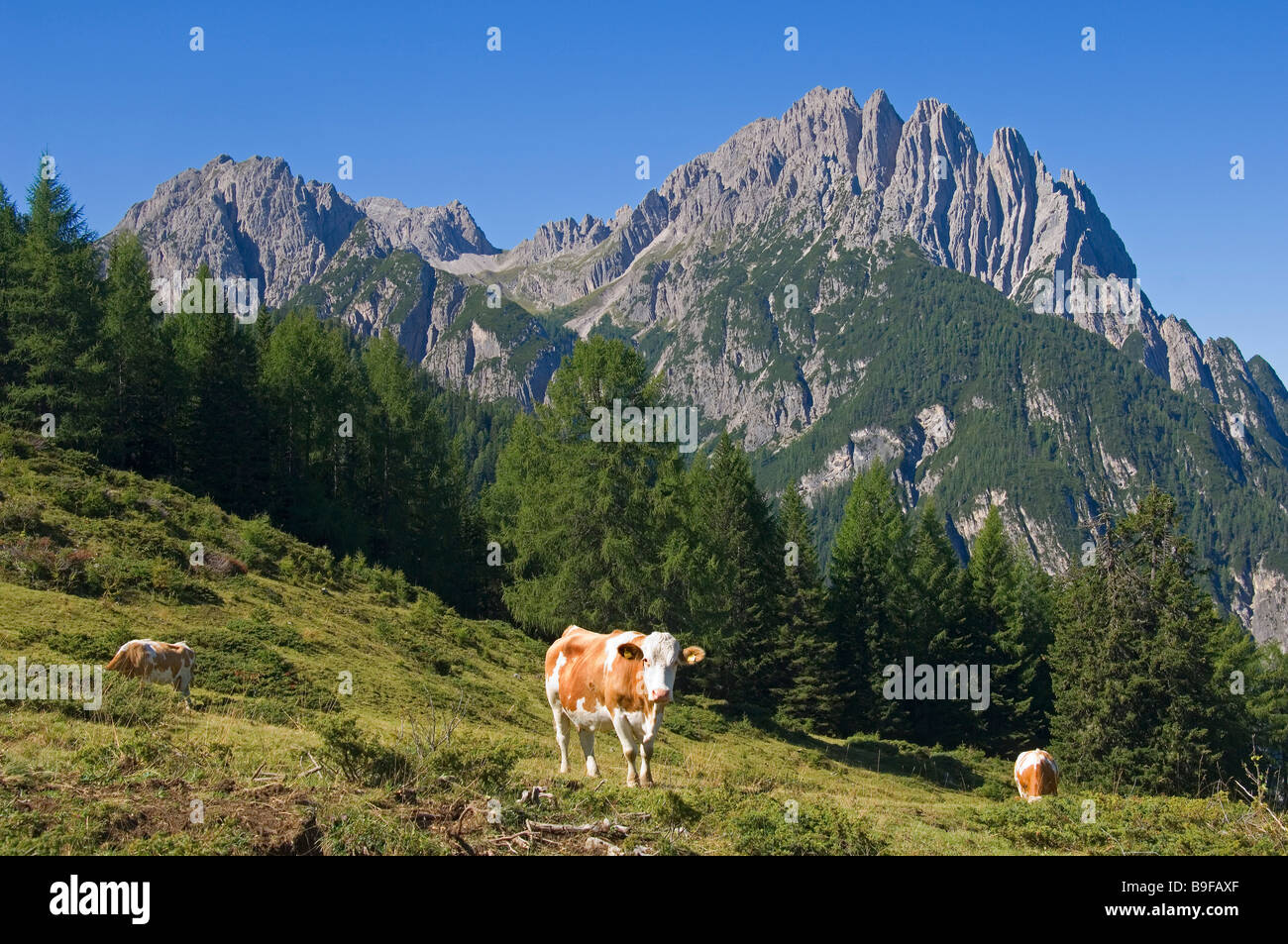 Cows in italy hi-res stock photography and images - Alamy