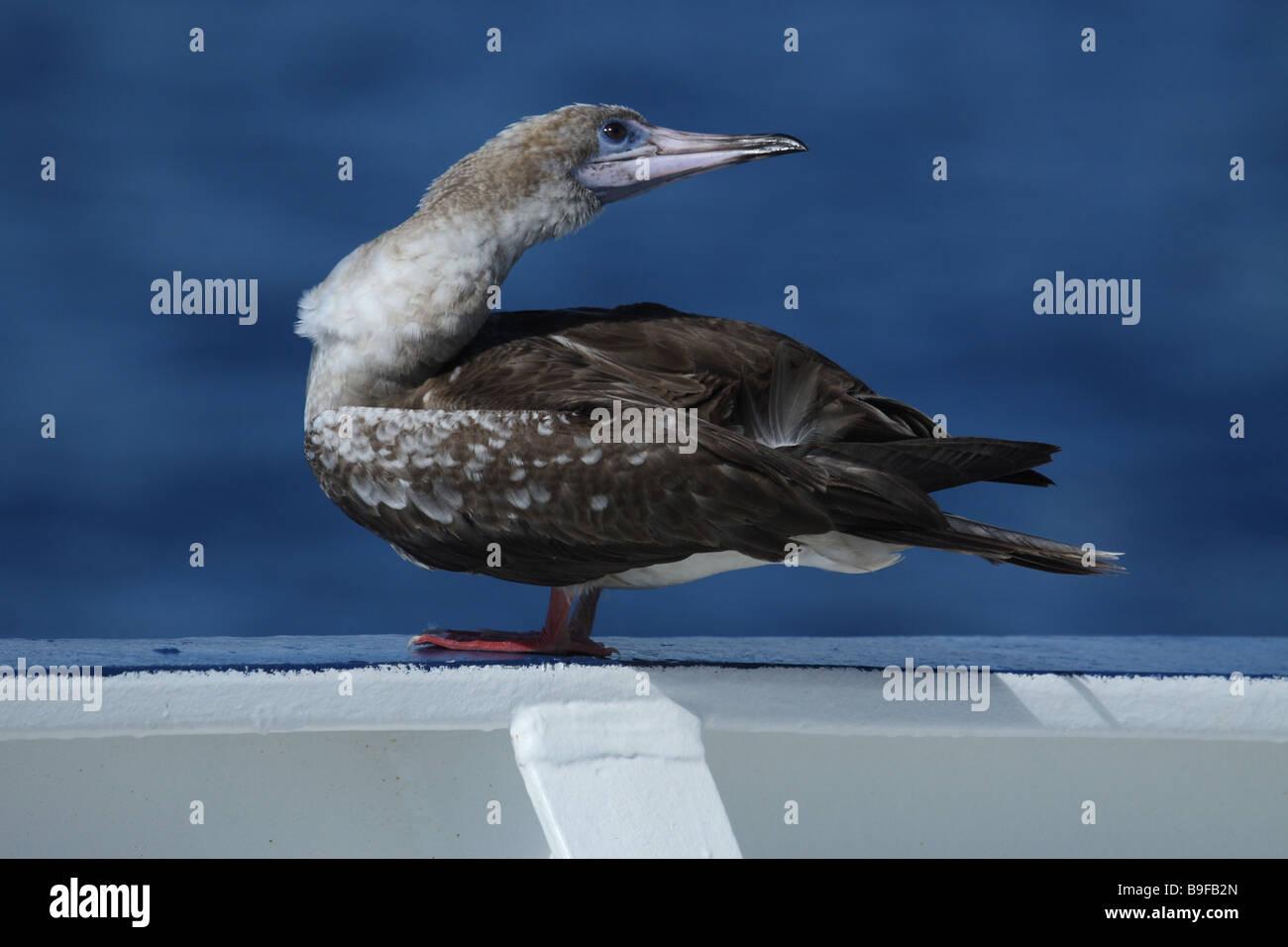 Red footed Booby Stock Photo - Alamy
