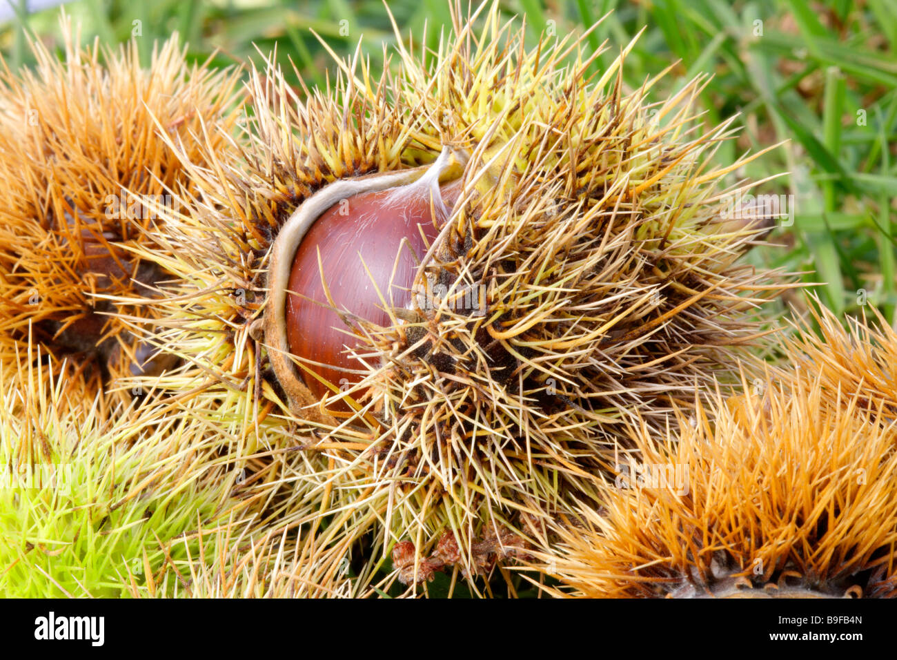 Close-up of chestnut Stock Photo - Alamy