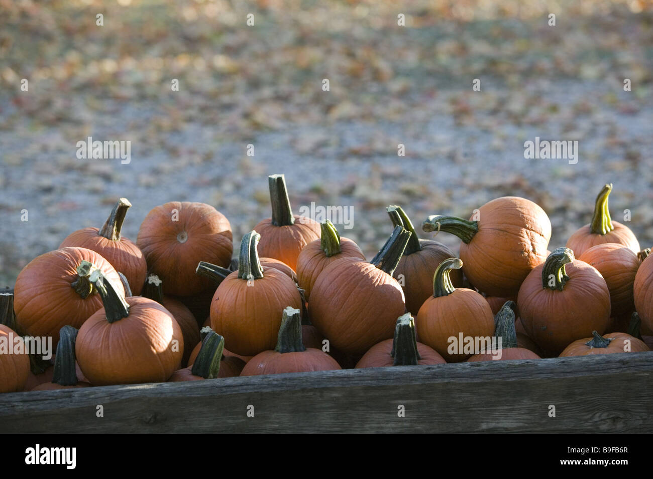 Pumpkin carts hi-res stock photography and images - Alamy