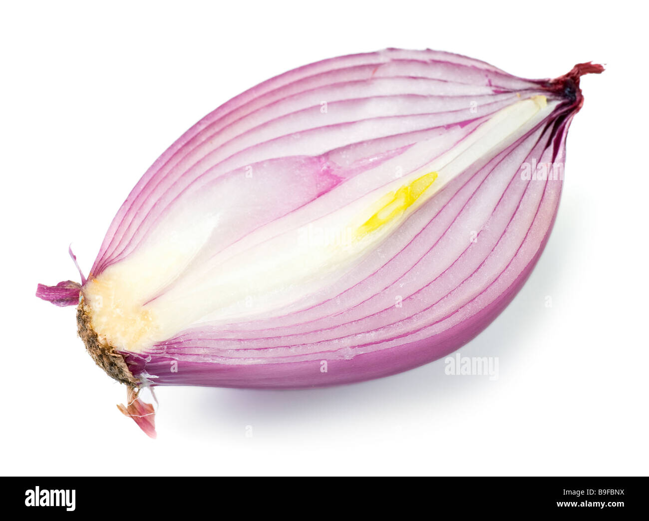 vitamin split violet onion bulb macro background isolated on white ...