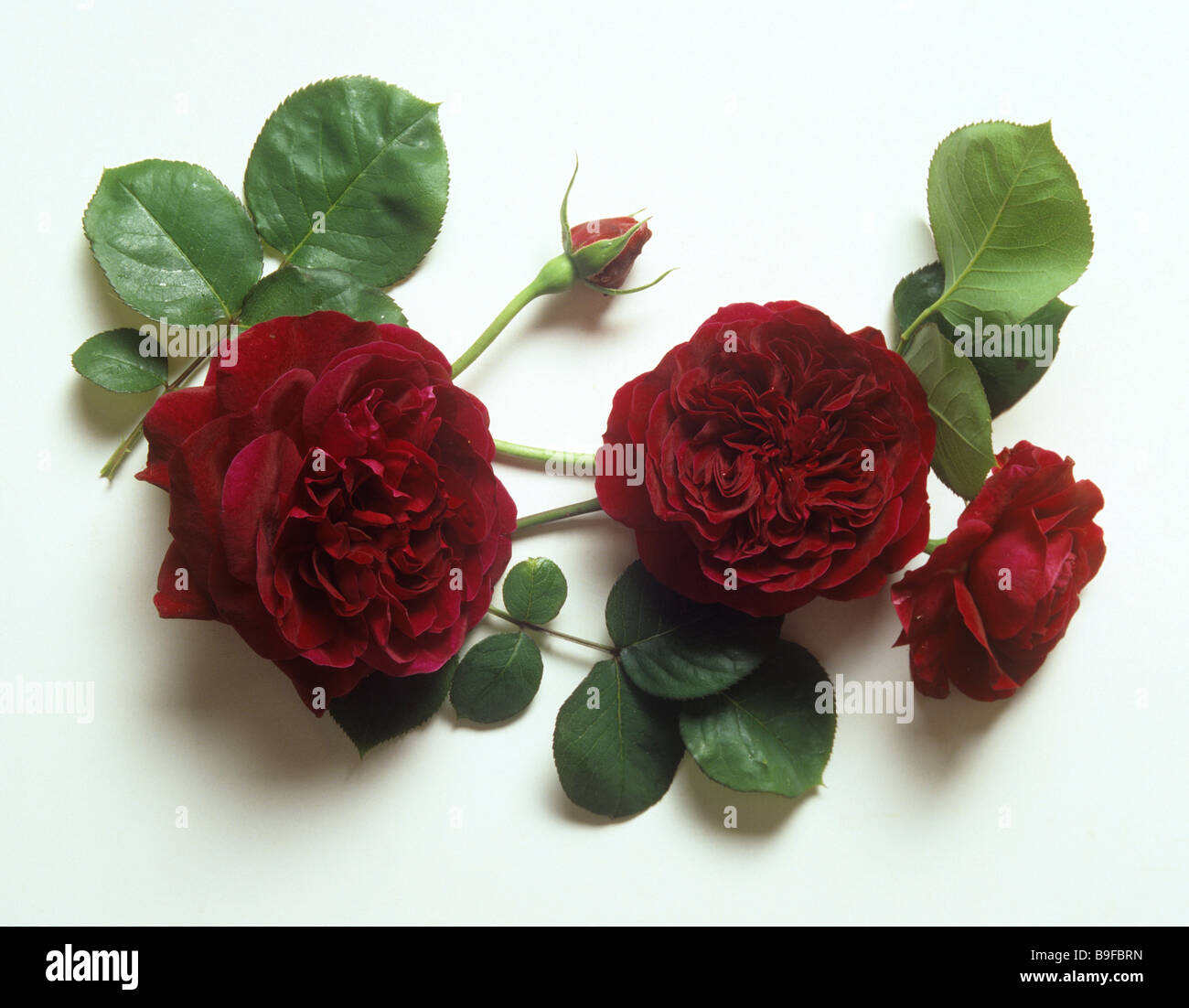 Tradescant a David Austin, English Rose Stock Photo - Alamy