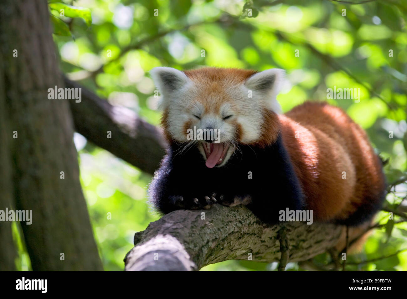 Panda yawning hi-res stock photography and images - Alamy