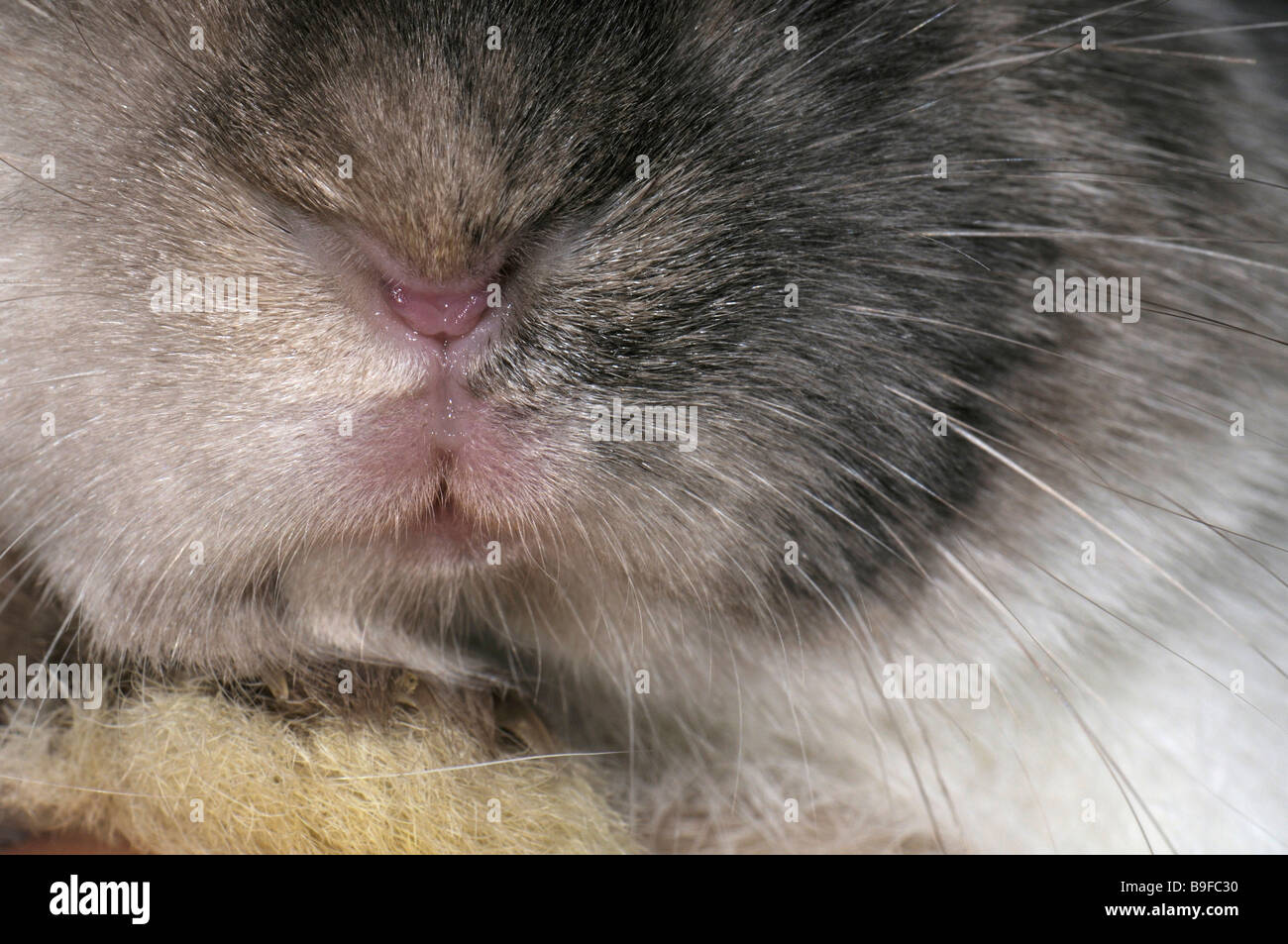 Bunny Snout High Resolution Stock Photography and Images - Alamy