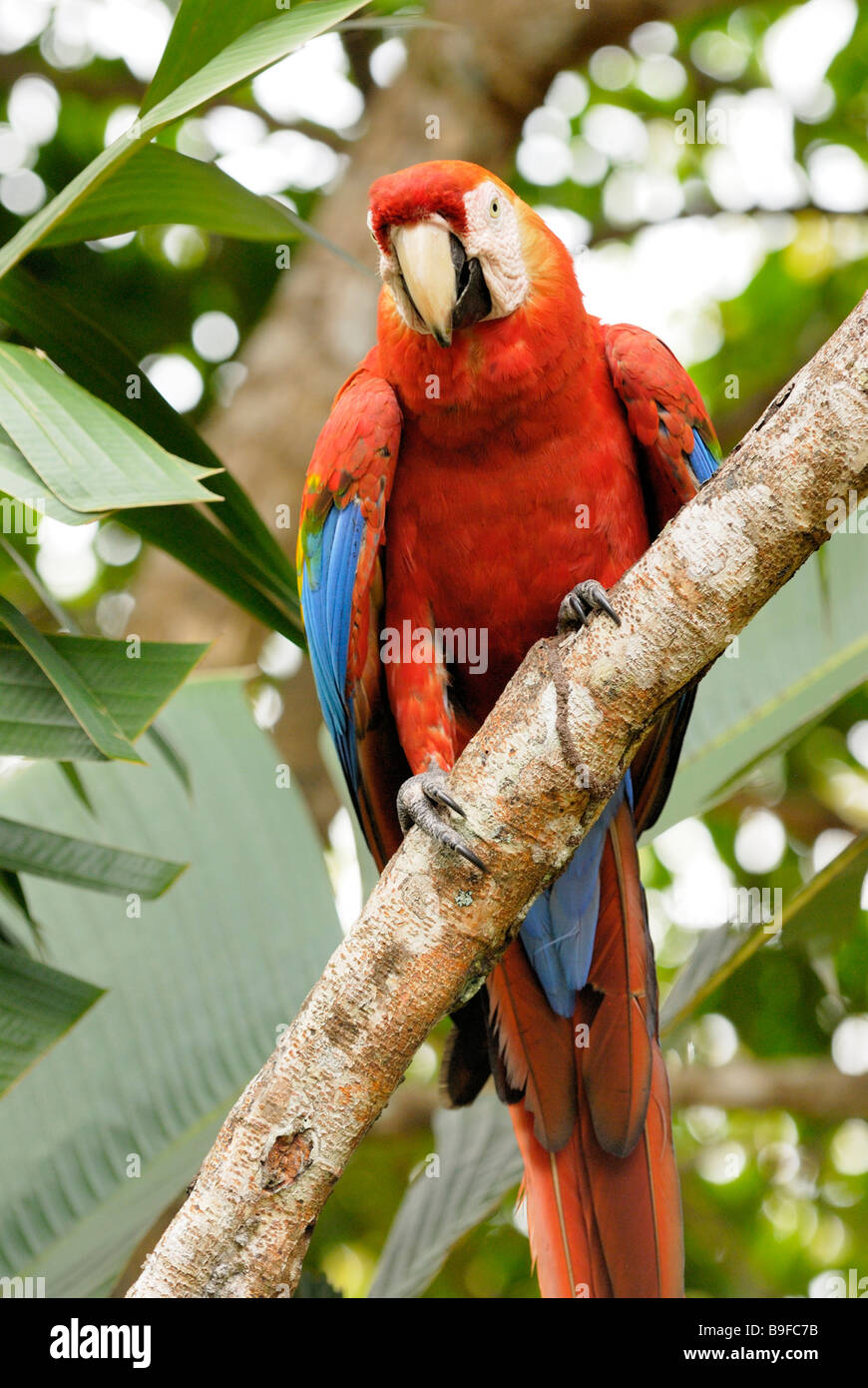 Close up view macaws sitting hi-res stock photography and images - Alamy