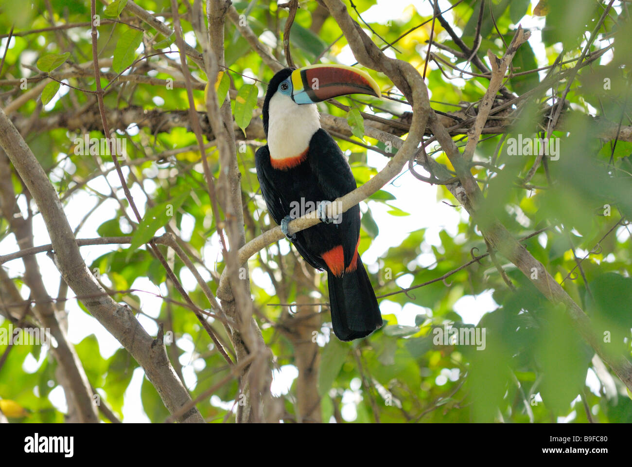 Close-up of White-throated Toucan (Ramphastos tucanus) perching on ...