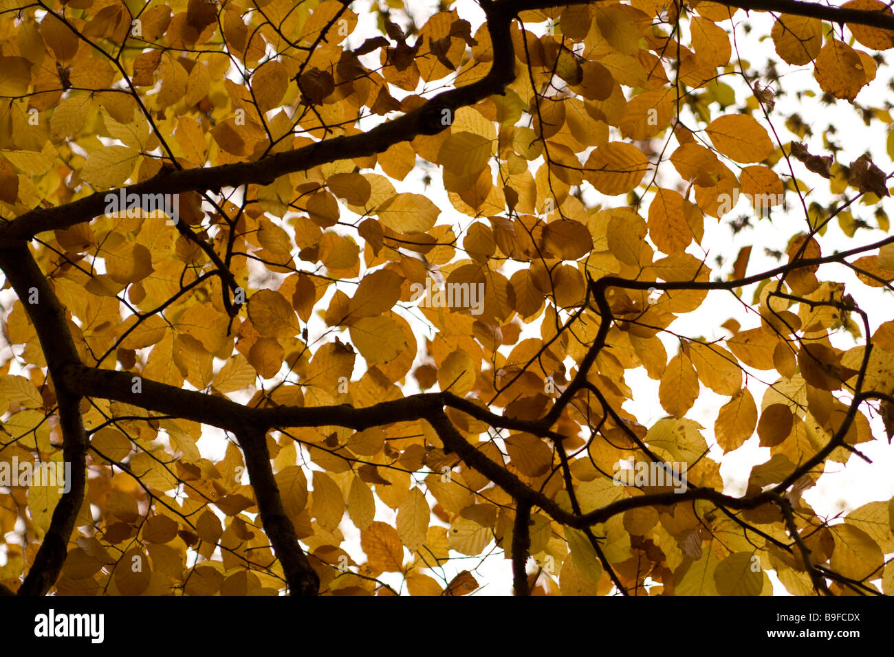 Low angles shots hi-res stock photography and images - Alamy