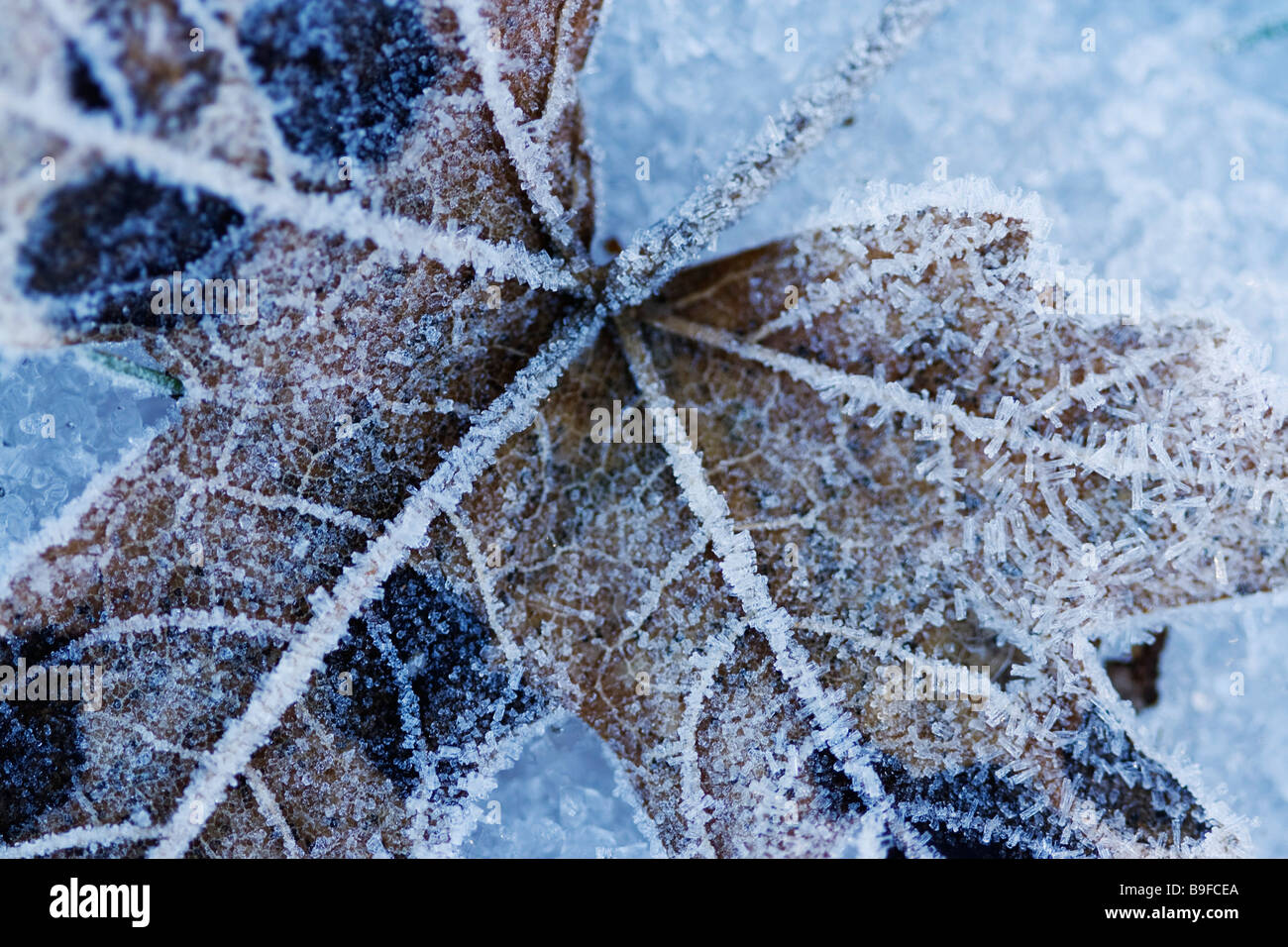 Leaf angles hi-res stock photography and images - Alamy