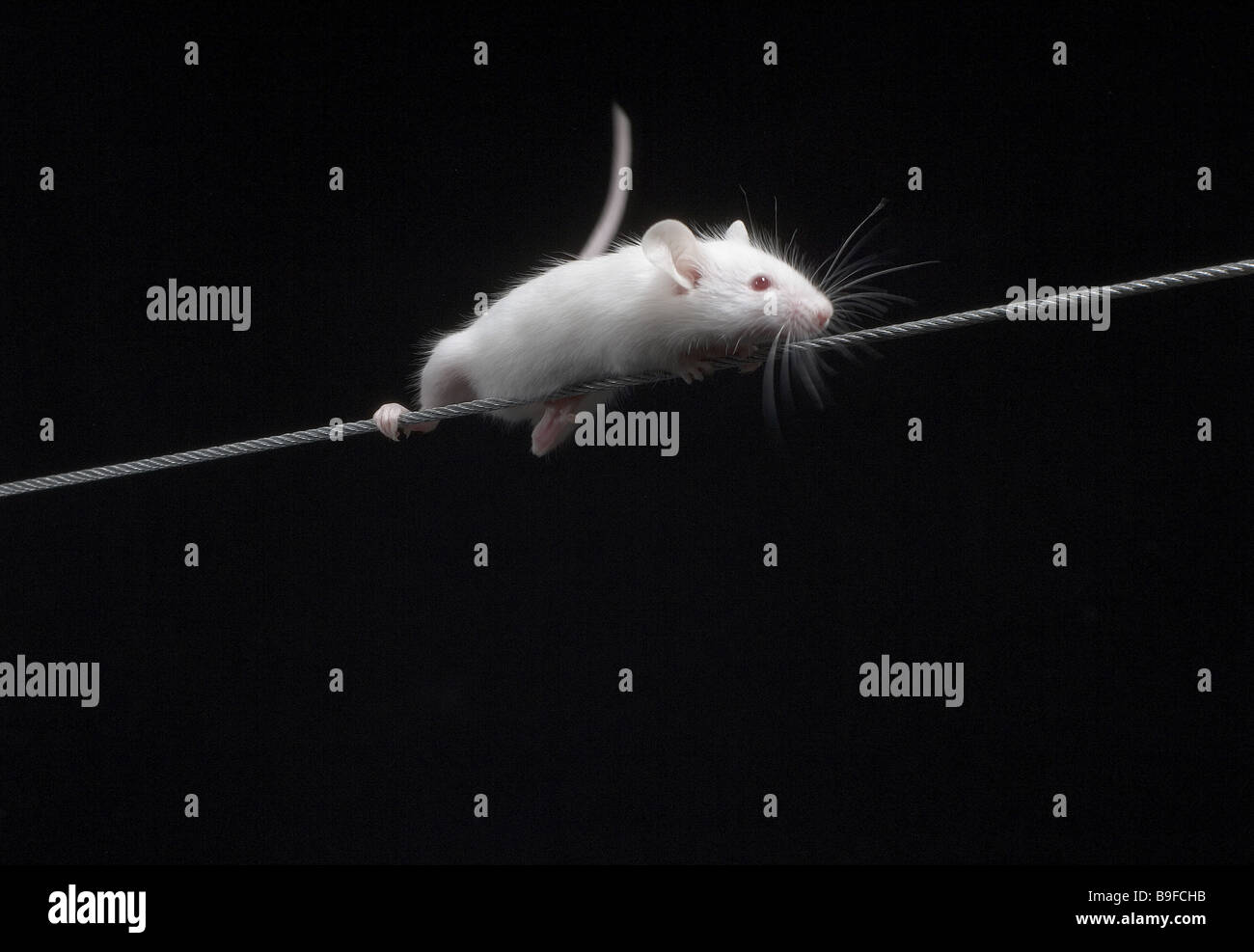 Albino mouse hi-res stock photography and images - Alamy