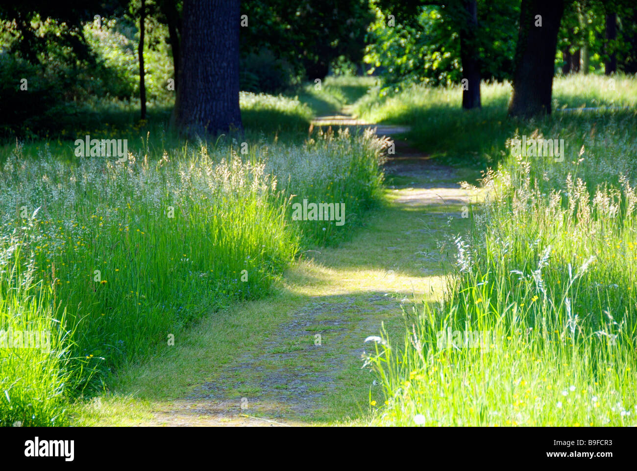 Walkway running through park, Germany Stock Photo - Alamy