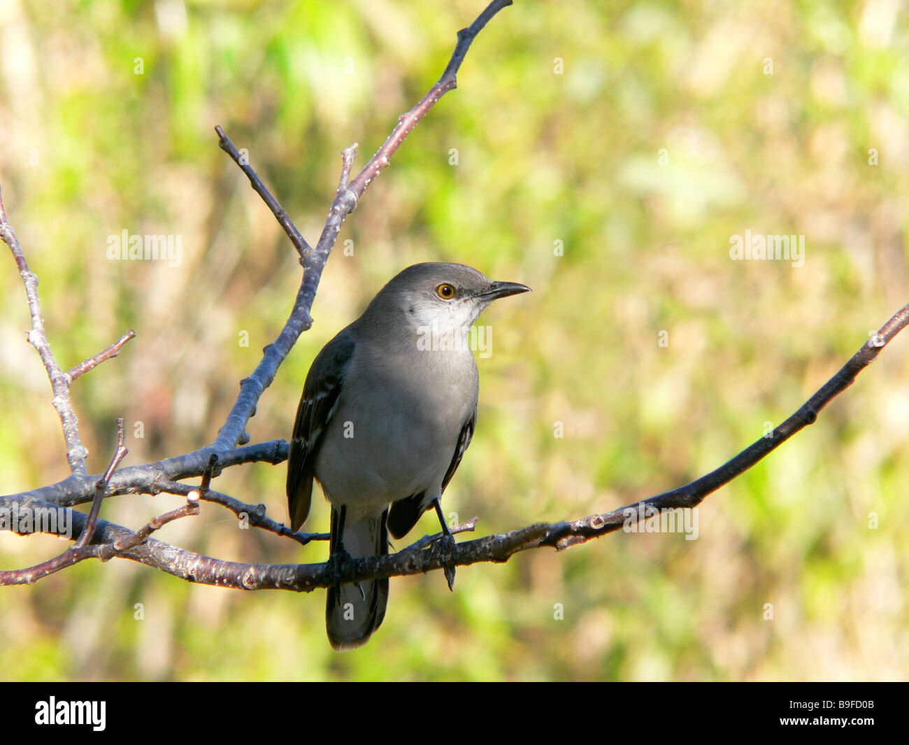 Close-up of Northern Mockingbird (Mimus polyglottos) perching on branch ...