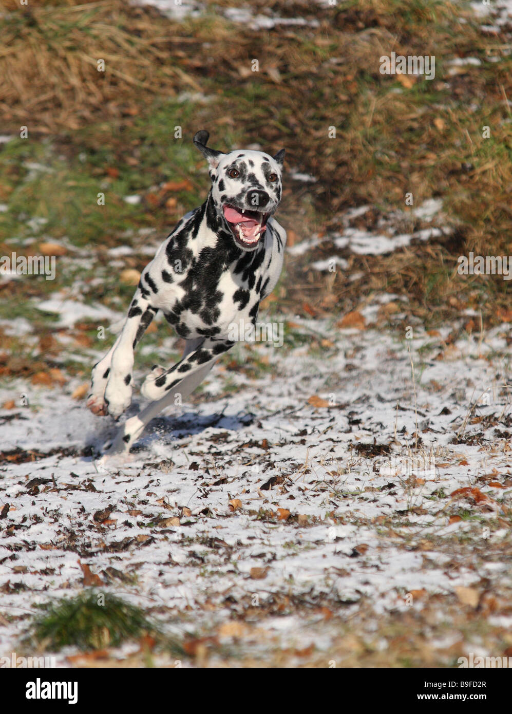 Dalmatian running in field Stock Photo - Alamy