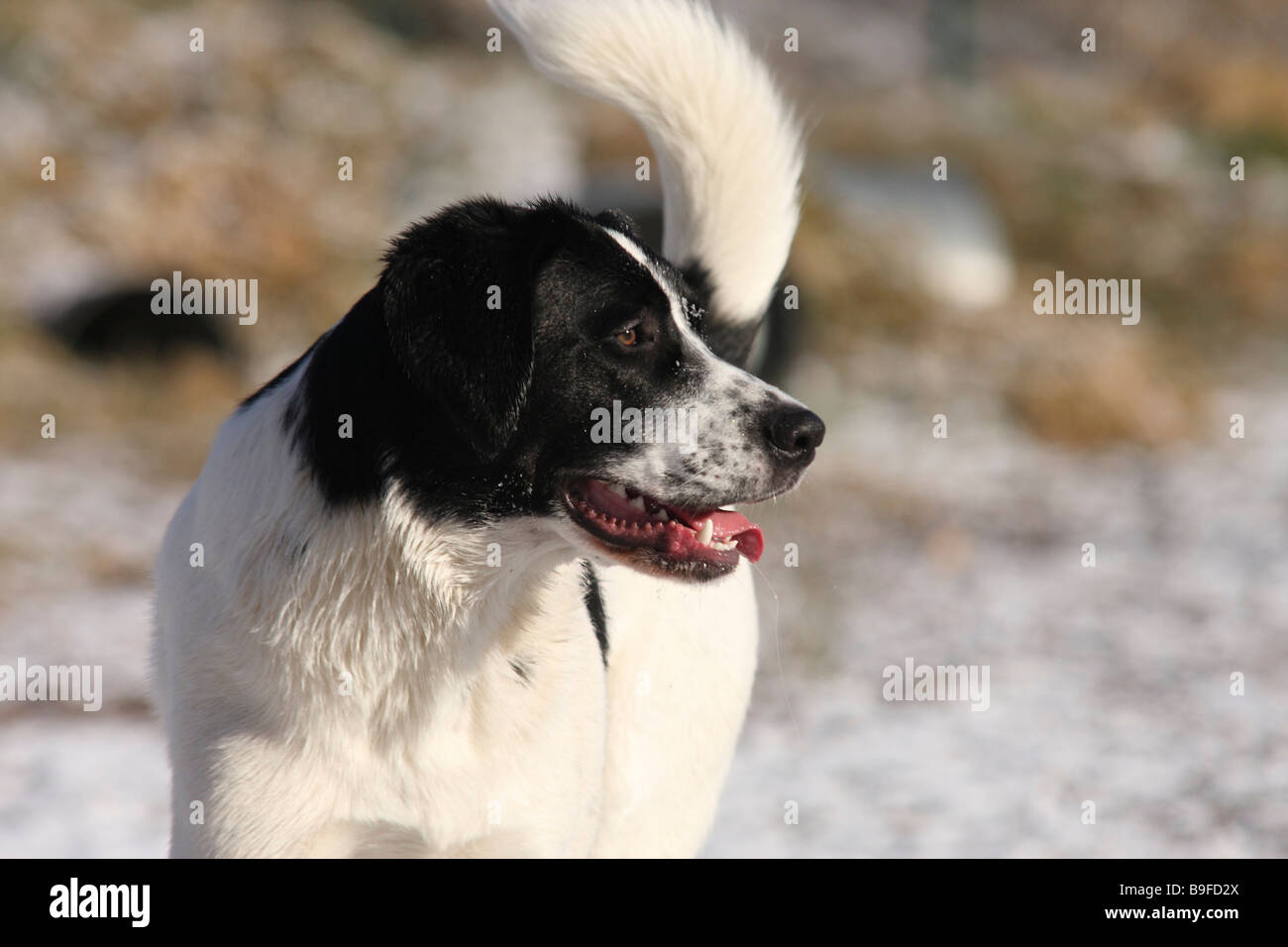 Half Coloured Dog High Resolution Stock Photography and Images - Alamy