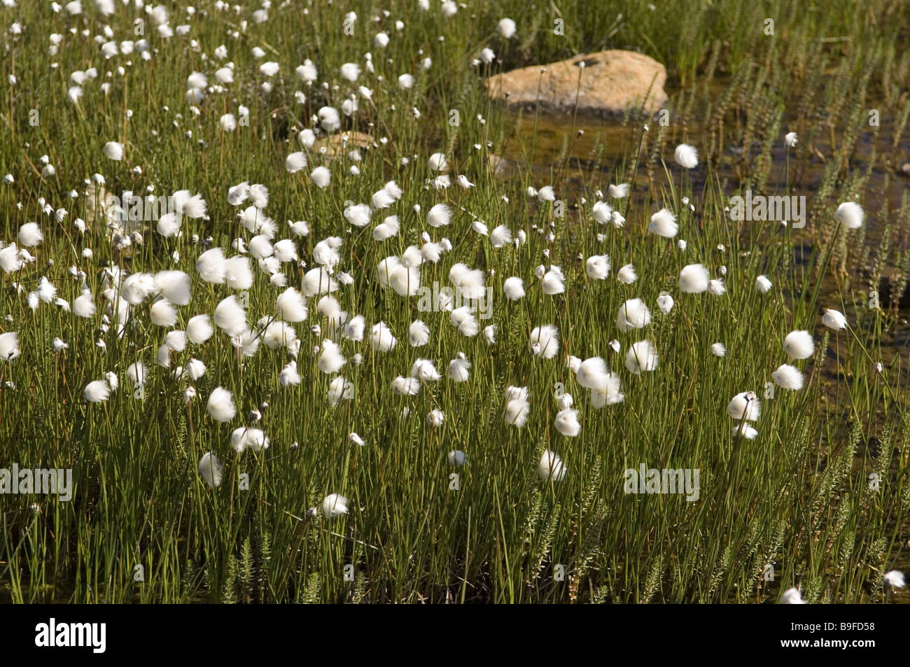 Wool grass hi-res stock photography and images - Alamy
