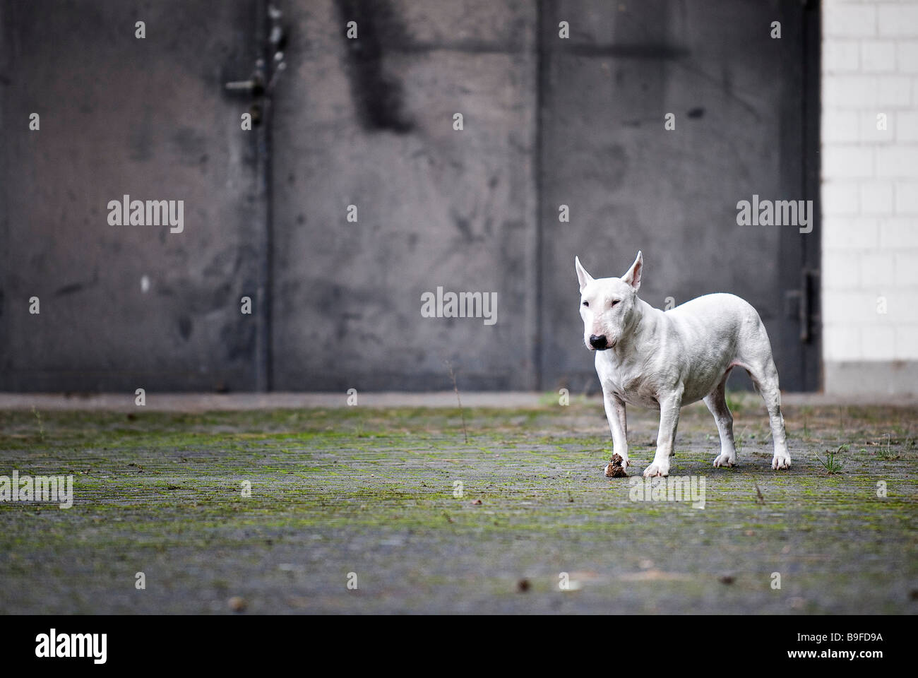 Bull Terrier walking in field Stock Photo - Alamy