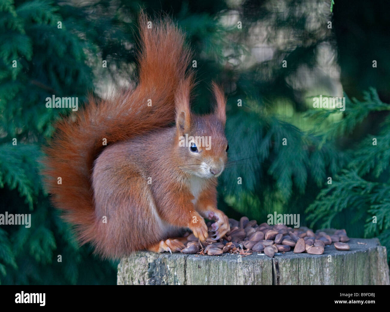 European Red Squirrel (sciurus vulgaris), UK Stock Photo - Alamy