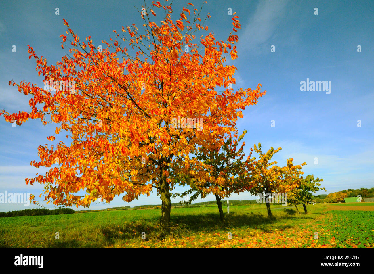 Trees in field, Bavaria, Germany Stock Photo - Alamy