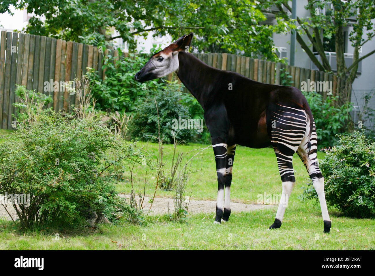 Okapi (Okapia johnstoni) standing in zoo Stock Photo - Alamy