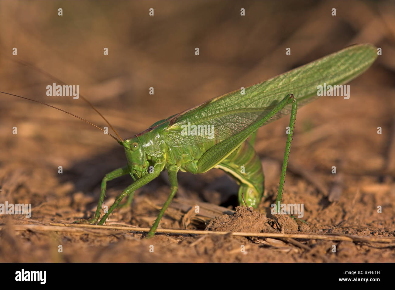 Insects 1 one single cricket hi-res stock photography and images - Alamy