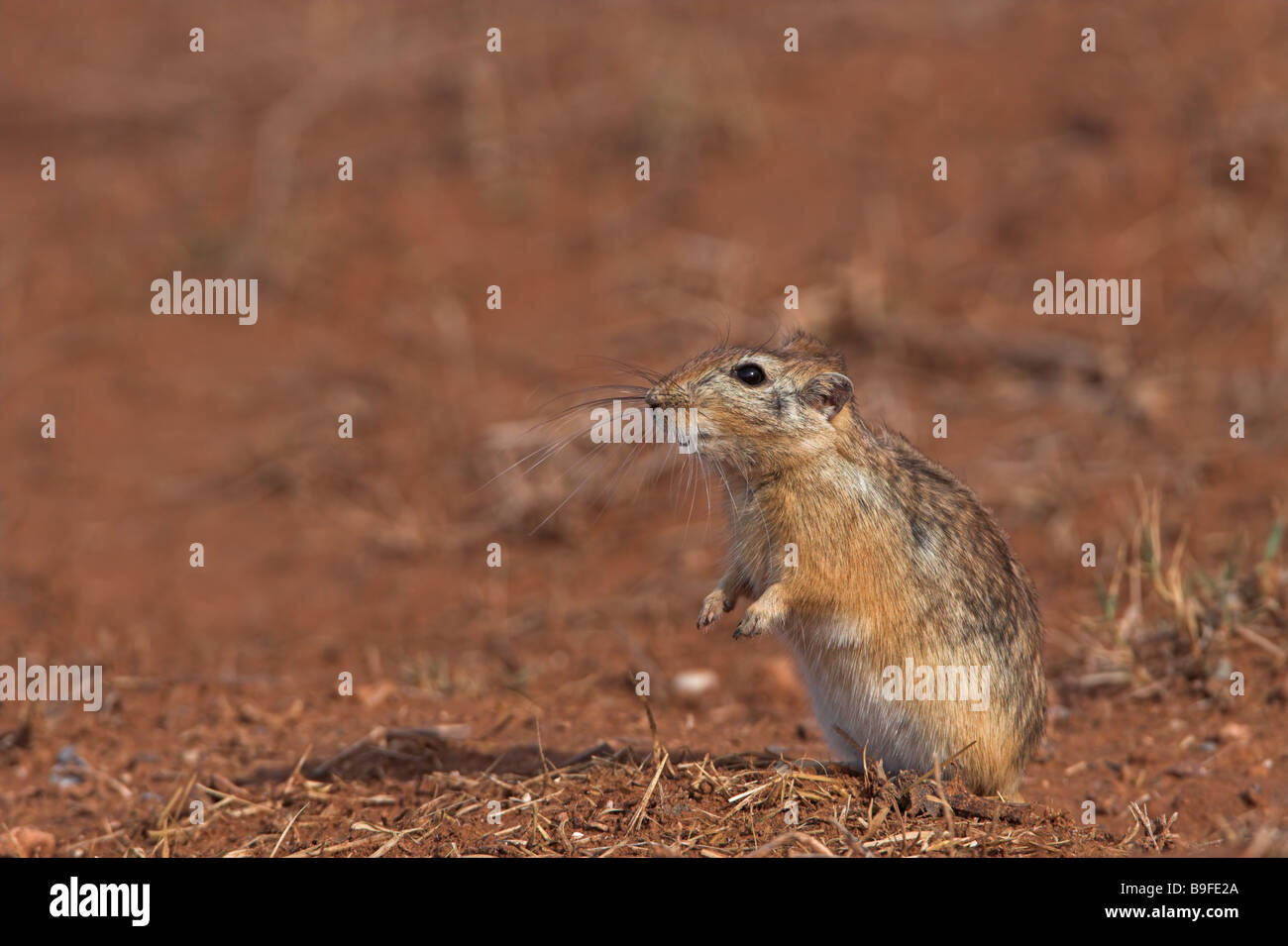 Rat standing up hi-res stock photography and images - Alamy