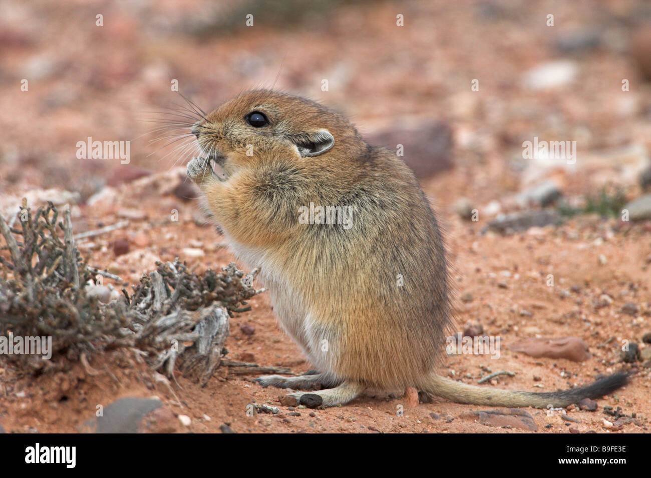 Close-up of Sand Rat (Psammomys obesus) in field Stock Photo - Alamy