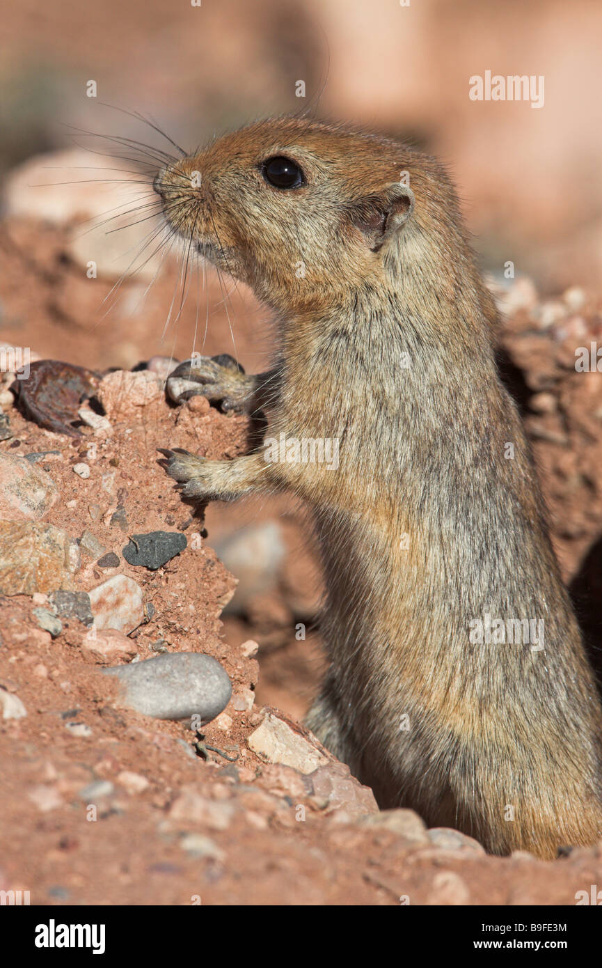 Sand rat hi-res stock photography and images - Alamy