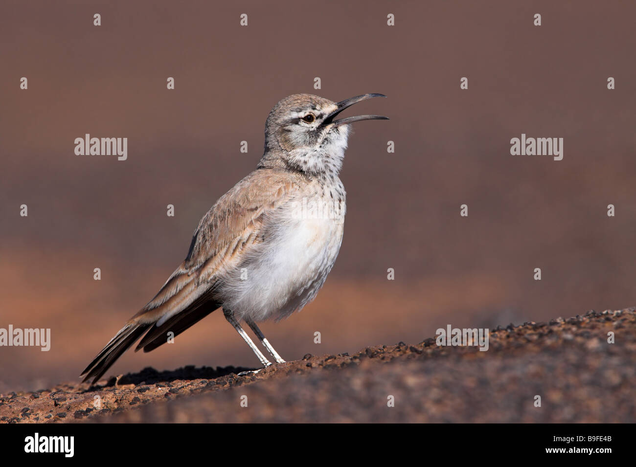 Close up hoopoe hi-res stock photography and images - Alamy