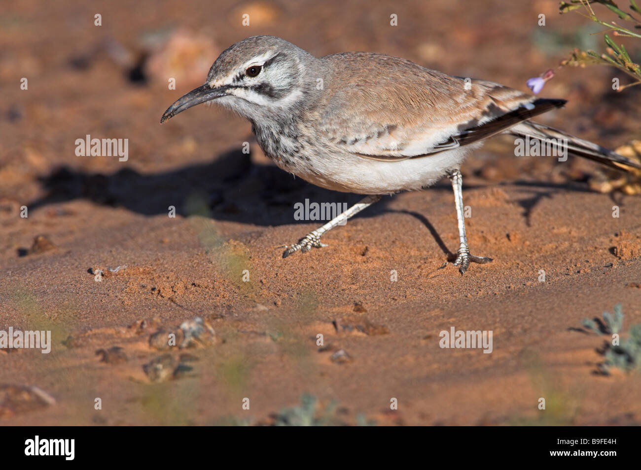 Field lark hi-res stock photography and images - Alamy