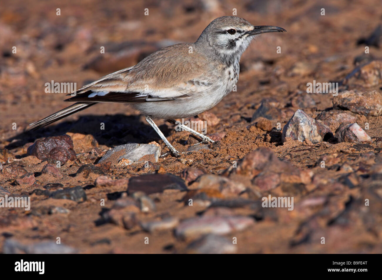 Field lark hi-res stock photography and images - Alamy