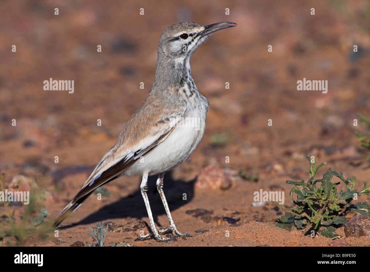 Field lark hi-res stock photography and images - Alamy