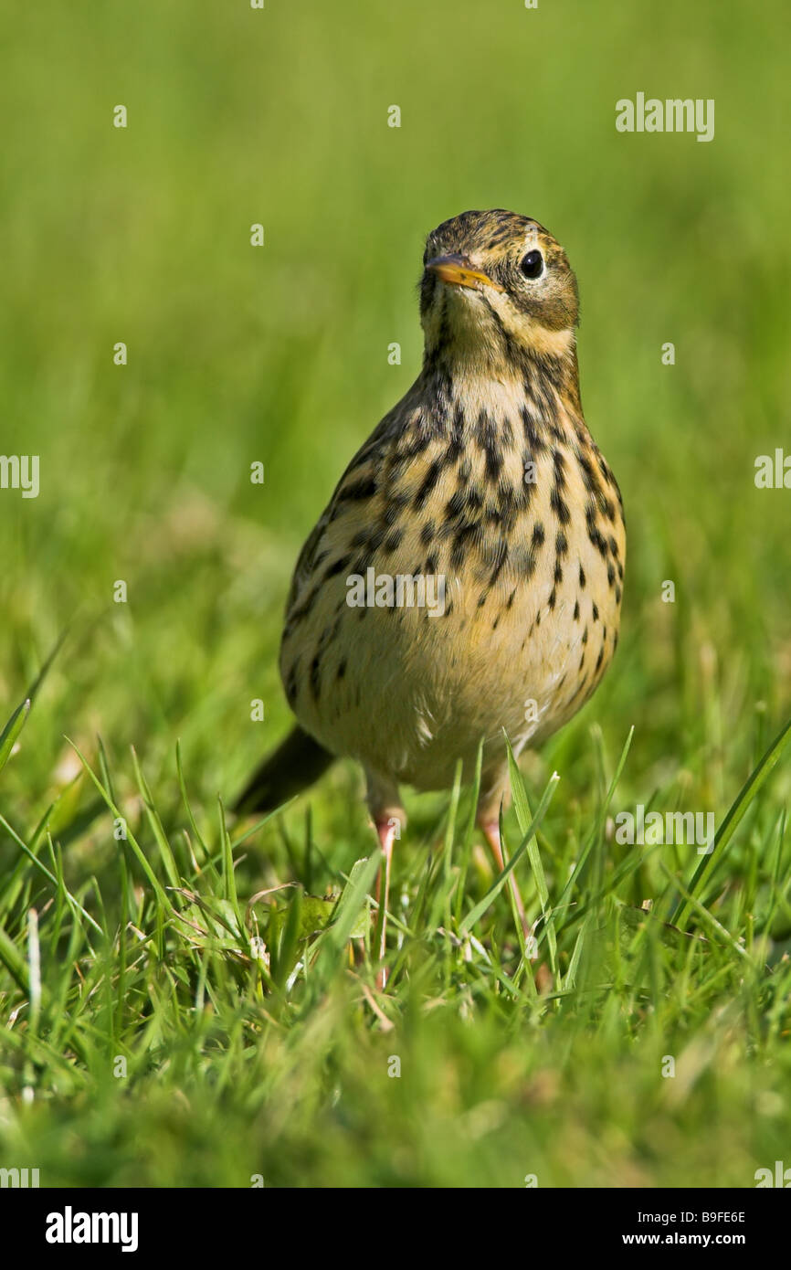 Pipit plant hi-res stock photography and images - Alamy