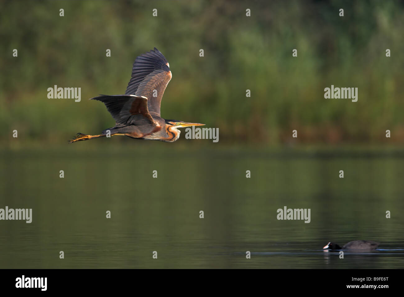Heron flying hi-res stock photography and images - Alamy