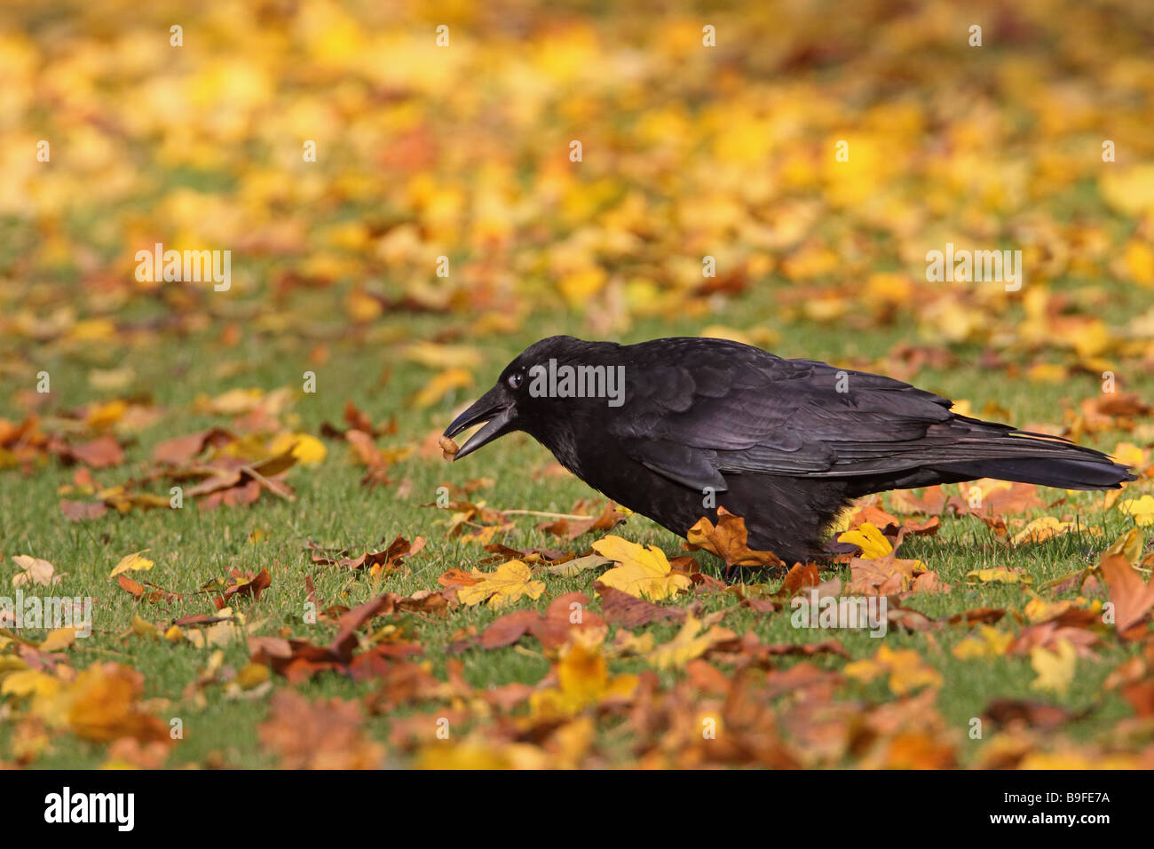 Foraging crow hi-res stock photography and images - Alamy