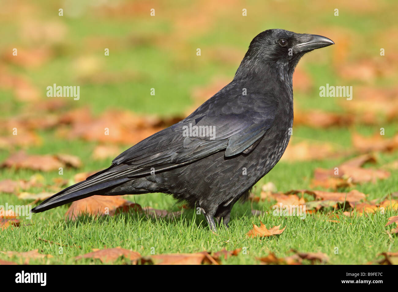 Carrion crow hi-res stock photography and images - Alamy