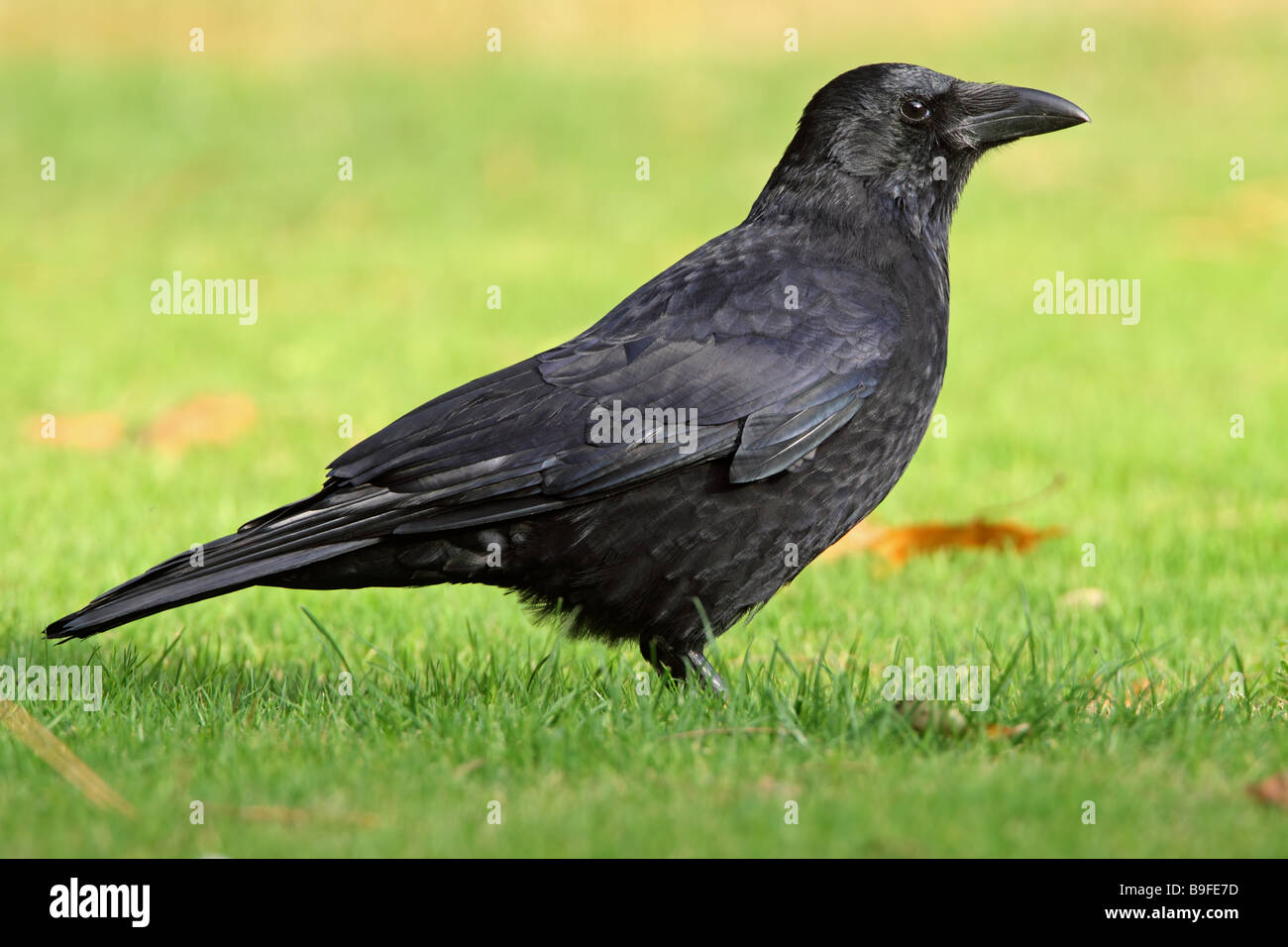 Crow photographs hi-res stock photography and images - Alamy