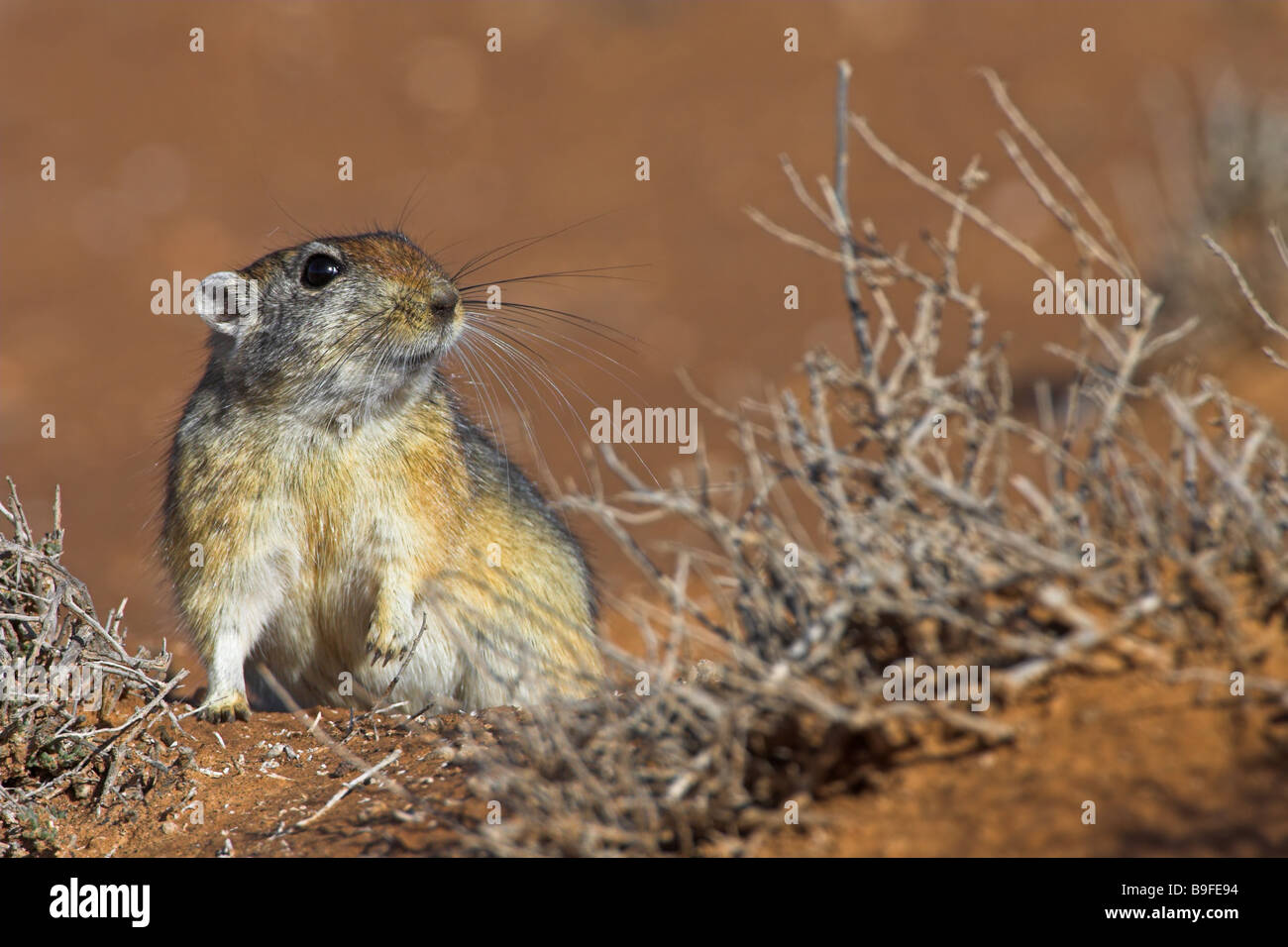 Desert rat hi-res stock photography and images - Alamy